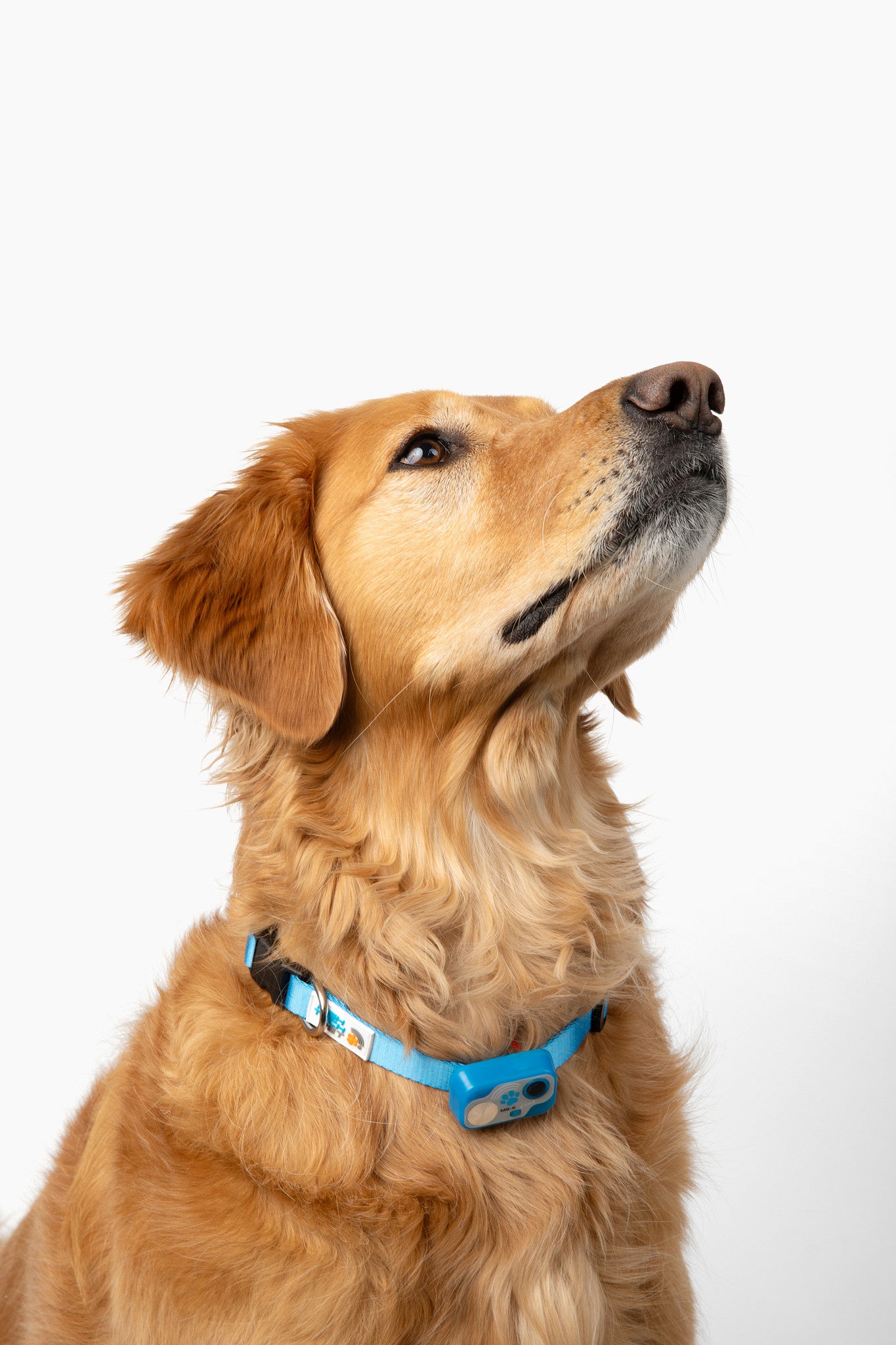MS-5 Blue Designer Series Automatic Pet Door Collar – High Tech Pet